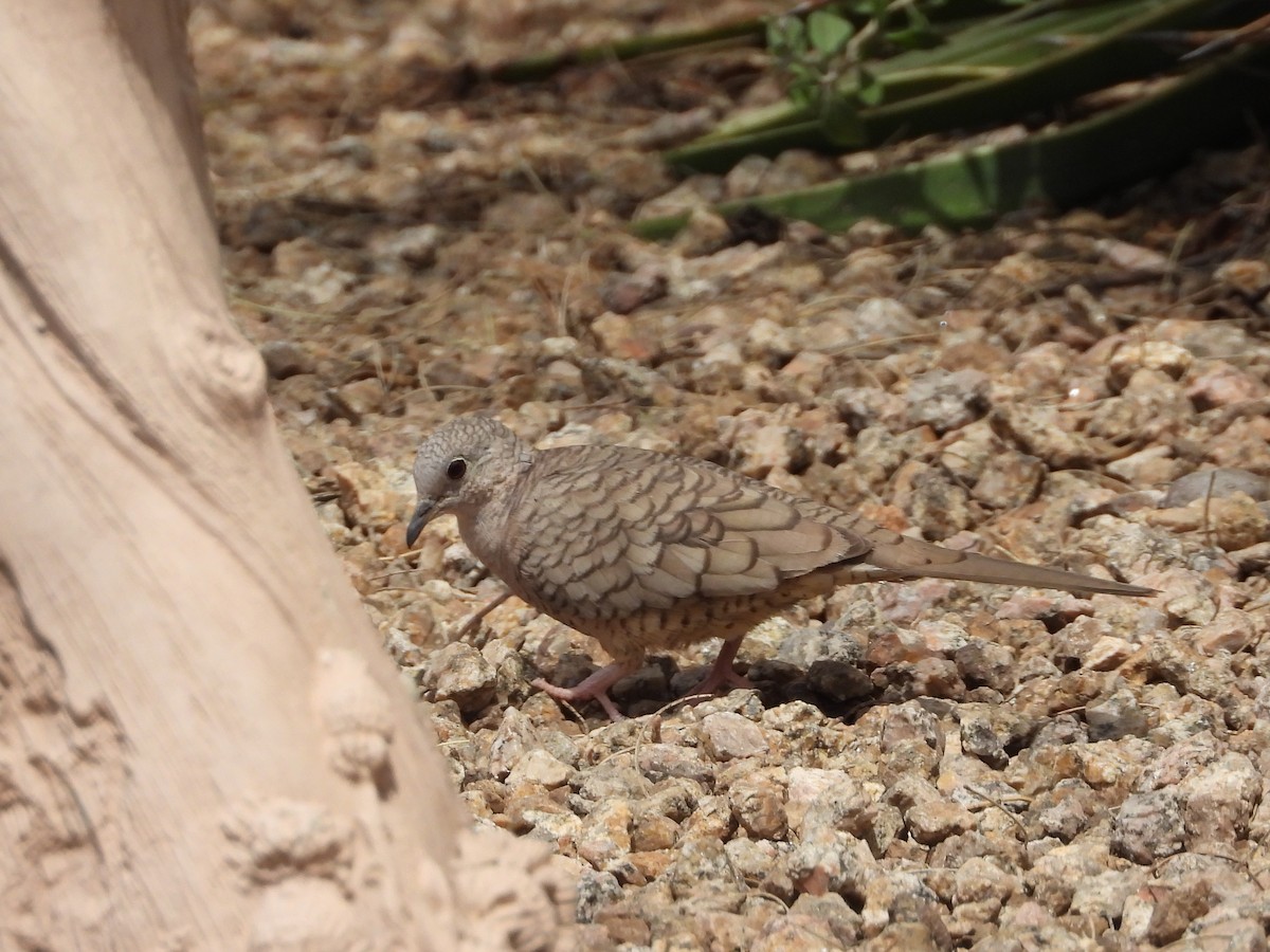 eBird Checklist - 7 Apr 2023 - Griffin Riley home - 29 species