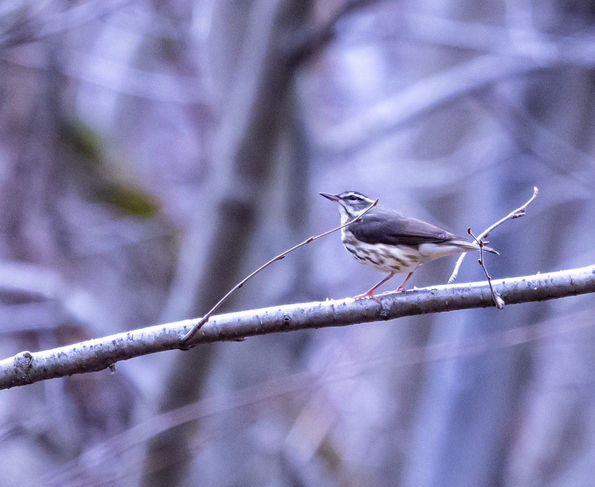 eBird Checklist - 7 Apr 2023 - State Game Lands 79 Indiana County - 21 ...