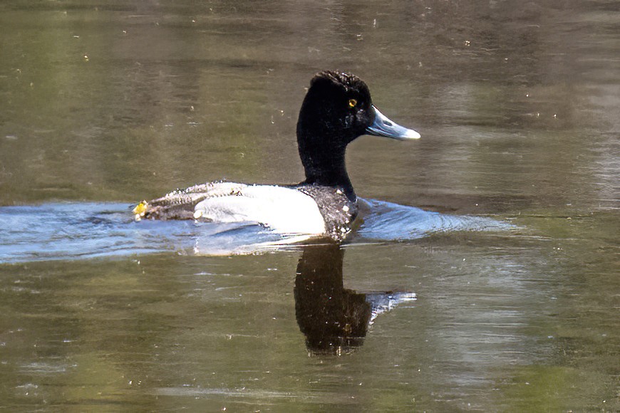 eBird Checklist - 7 Apr 2023 - Picacho Reservoir - 11 species