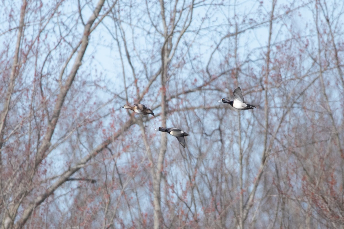 eBird Checklist - 7 Apr 2023 - Three Rivers WMA--Smokey Hollow Rd ...