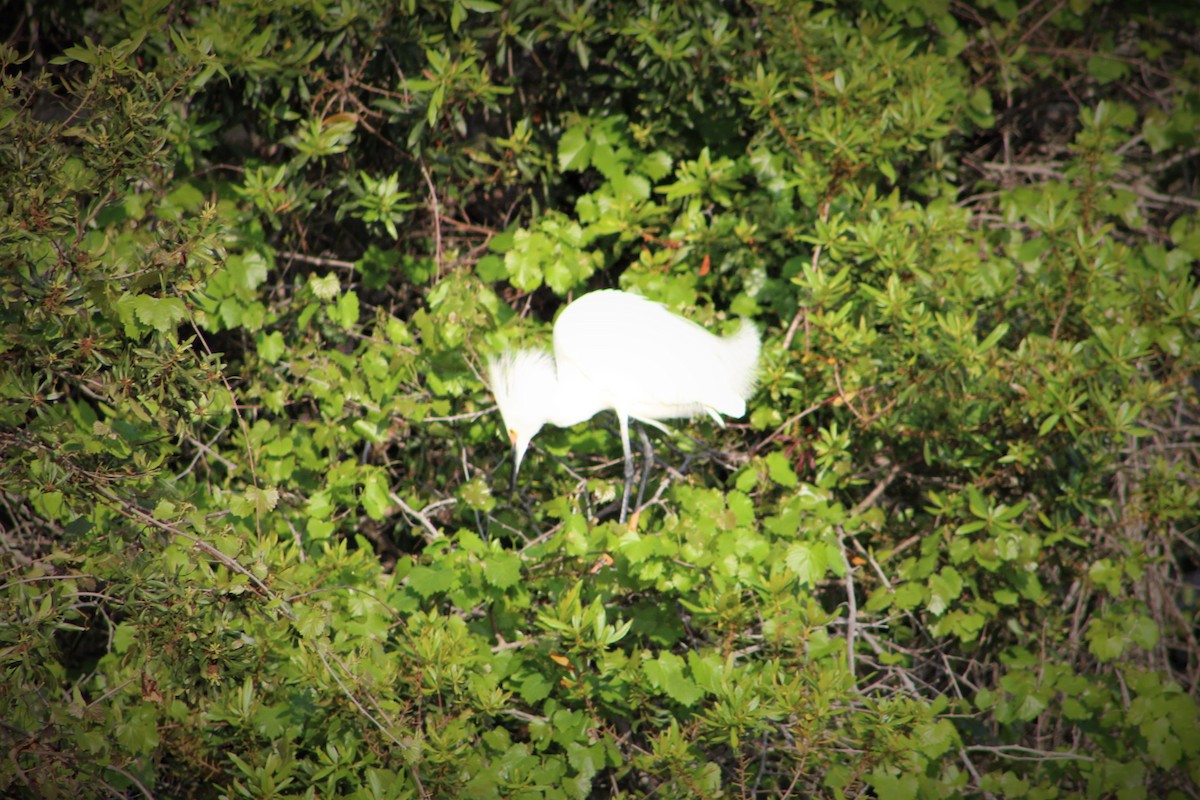 eBird Checklist - 7 Apr 2023 - Carl Bazemore Bird Walk - 15 species