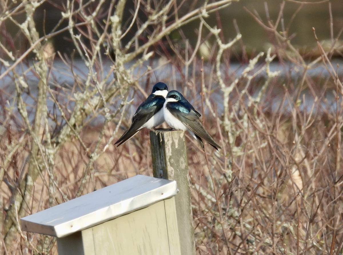 eBird Checklist - 7 Apr 2023 - Broadhead Pond/Wetland - 15 species