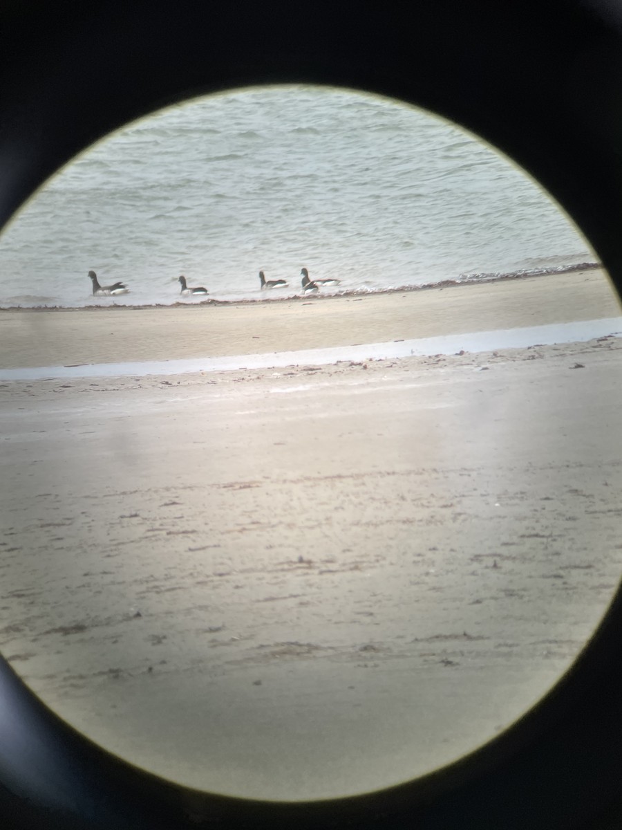 eBird Checklist - 7 Apr 2023 - Sandy Point State Reservation - 23 species