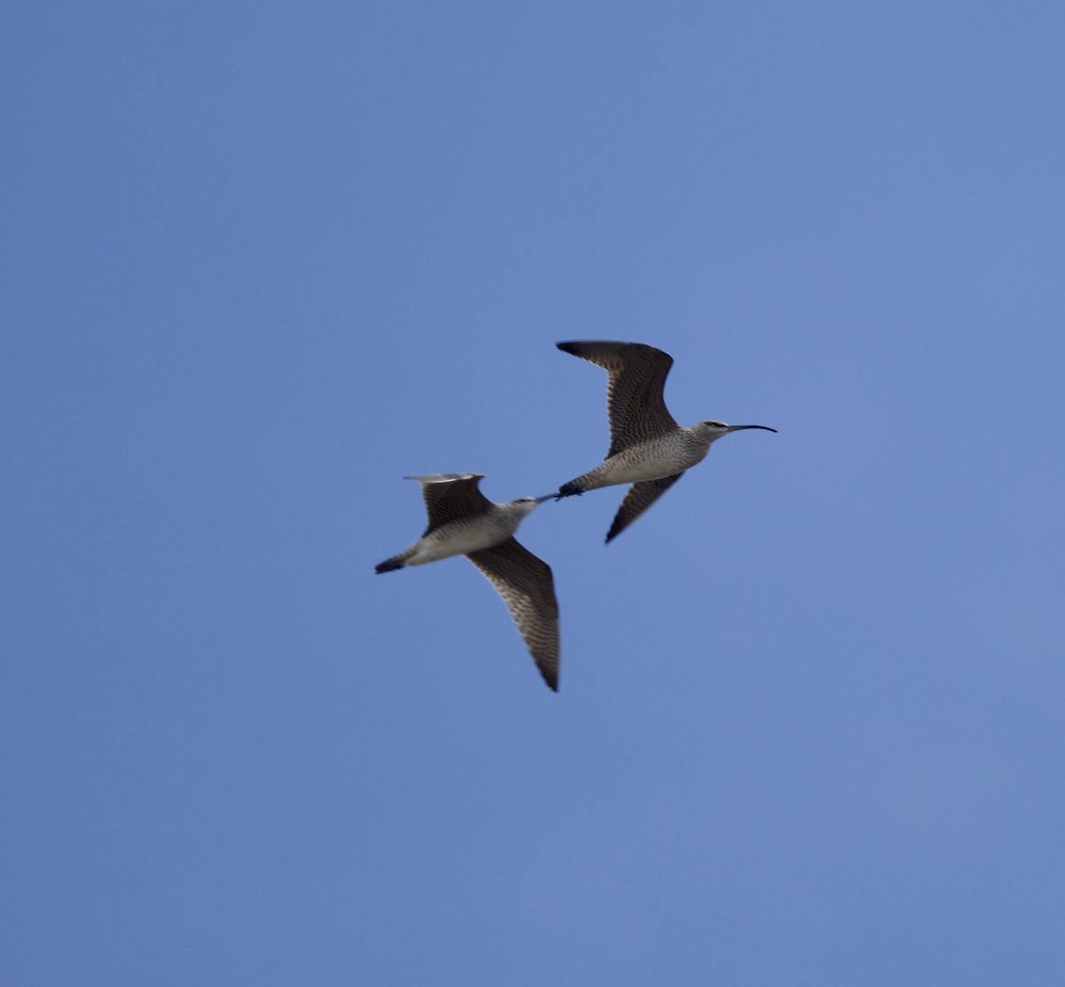 eBird Checklist - 7 Apr 2023 - Piute Ponds (permit required) - 63 ...