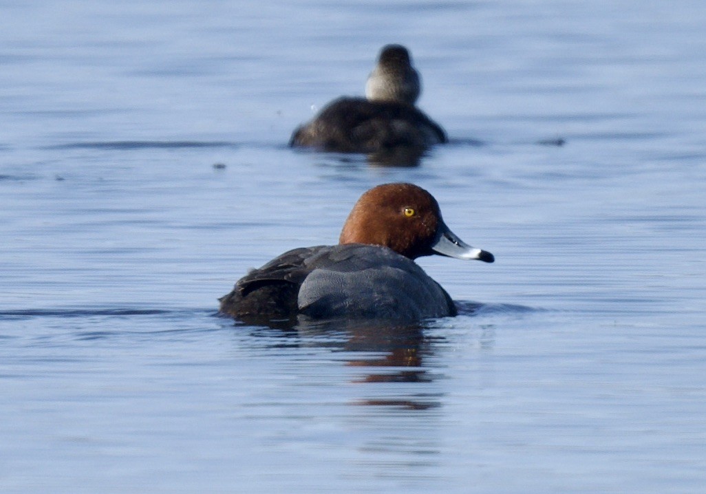 eBird Checklist - 7 Apr 2023 - Piute Ponds (permit required) - 63 ...