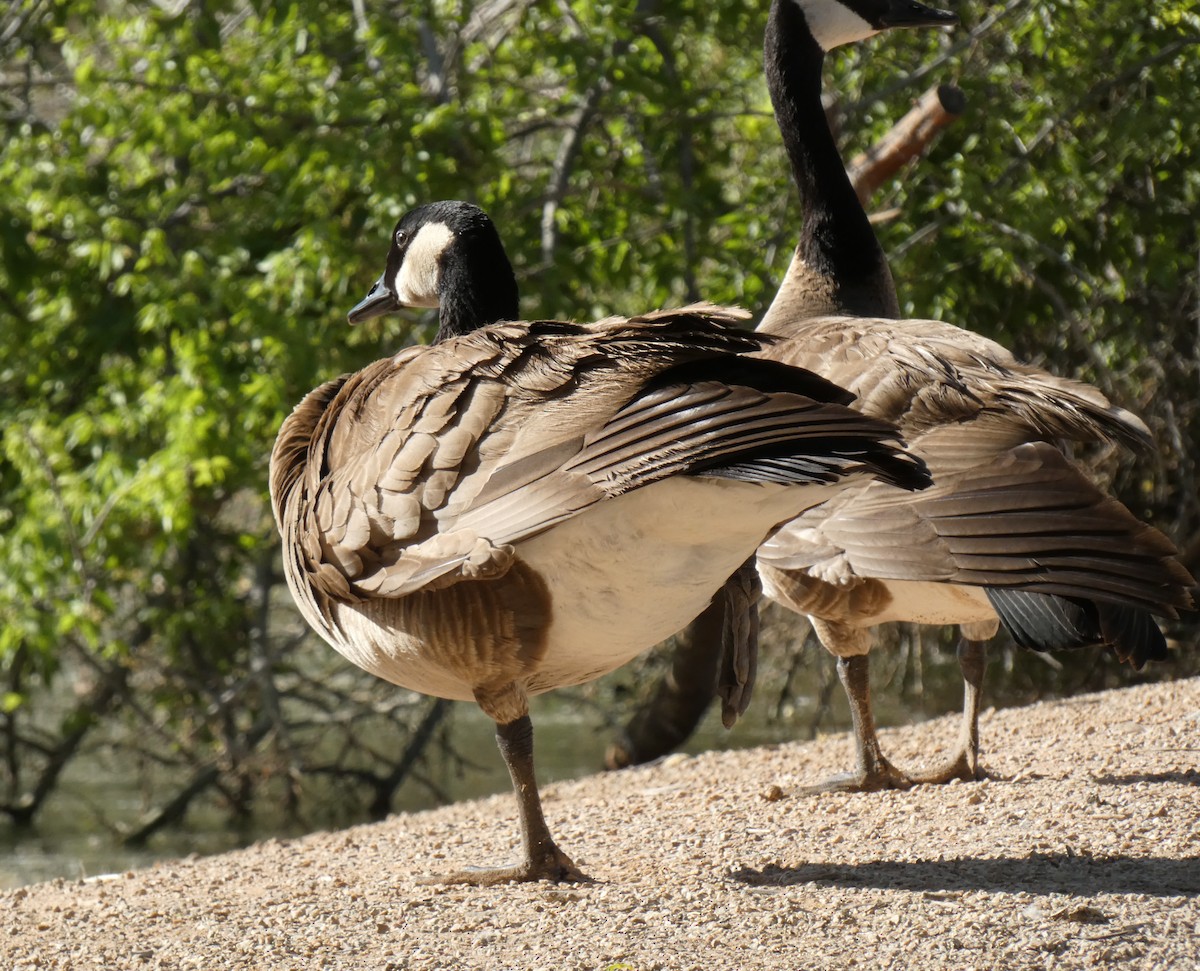 eBird Checklist - 7 Apr 2023 - Riparian Preserve at Gilbert Water Ranch ...