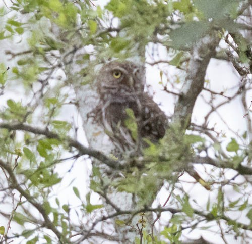 eBird Checklist - 5 Apr 2023 - King Ranch--Norias Division (Kenedy Co ...