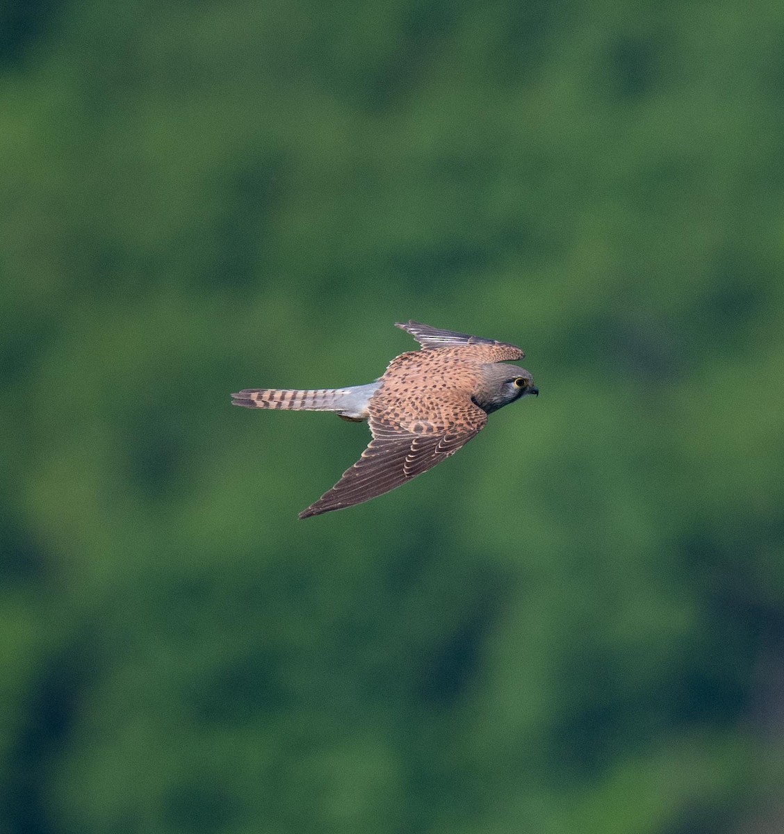 Media Search - Macaulay Library and eBird
