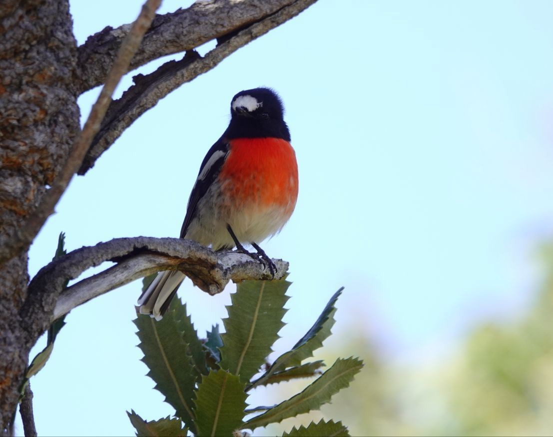 eBird Checklist - 8 Apr 2023 - Blue Mountains National Park--Mount ...