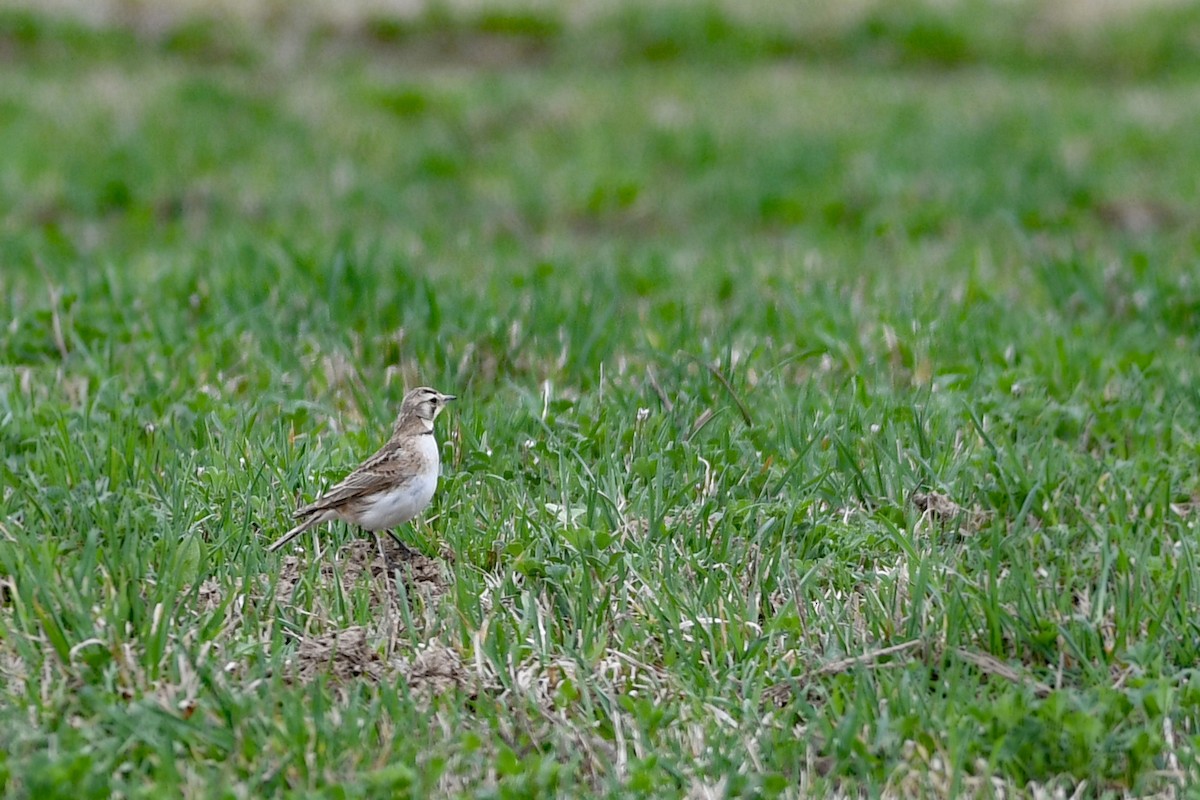 eBird Checklist - 7 Apr 2023 - Roth Road, from Weir Lake Road to Frable ...