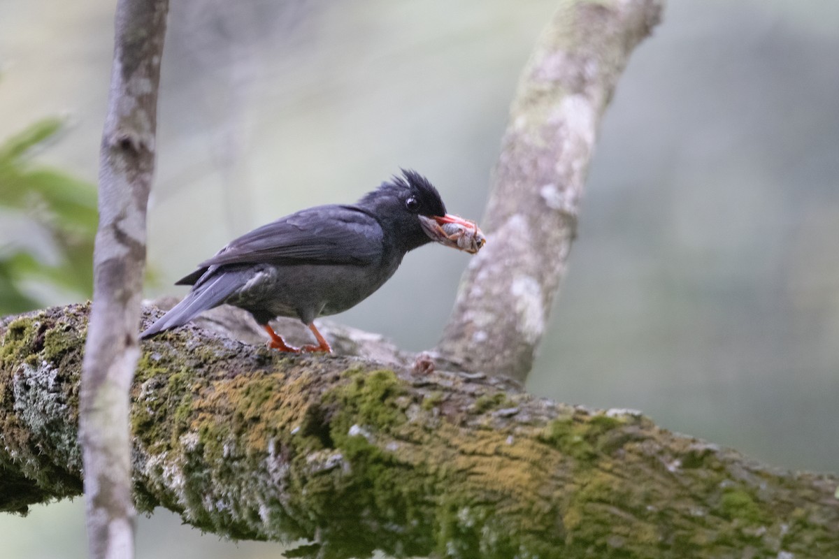 eBird Checklist - 8 Apr 2023 - Tai Po Kau Nature Reserve - 28 species