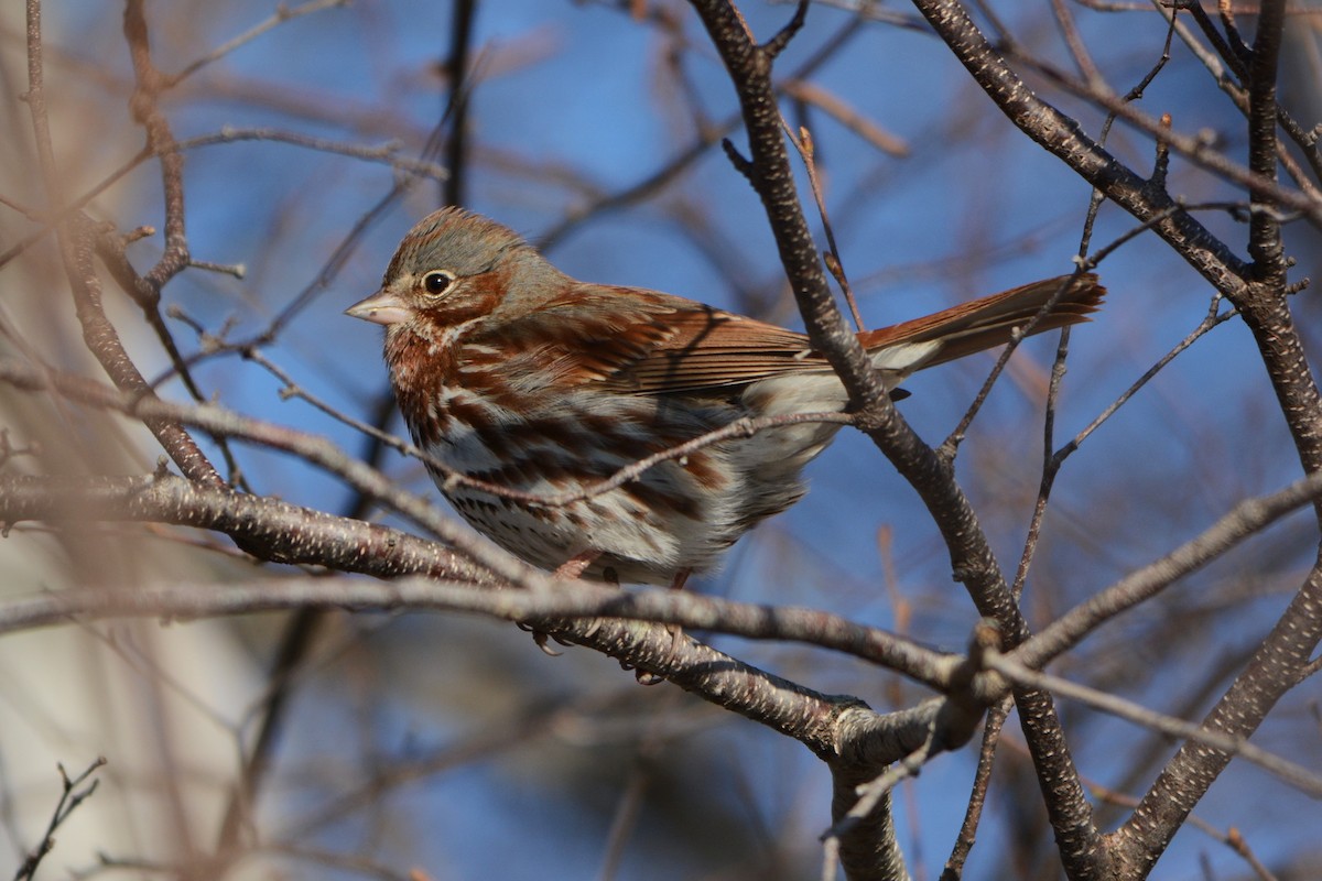 eBird Checklist - 8 Apr 2023 - Taylor Bait Farm - 18 species