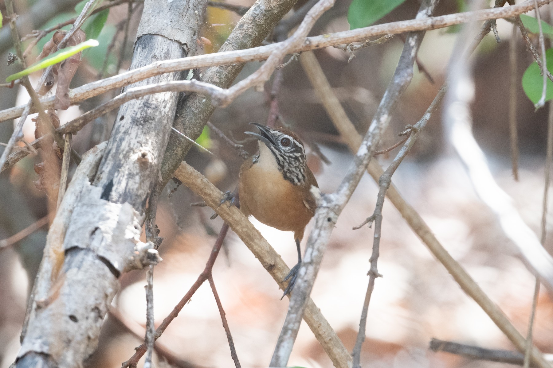 Happy Wren (Mainland) - eBird