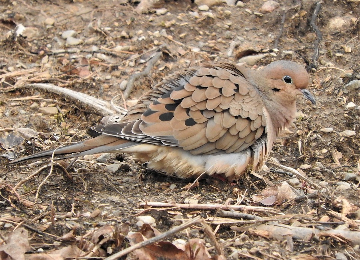 eBird Checklist - 7 Apr 2023 - 37th line Embro - 18 species