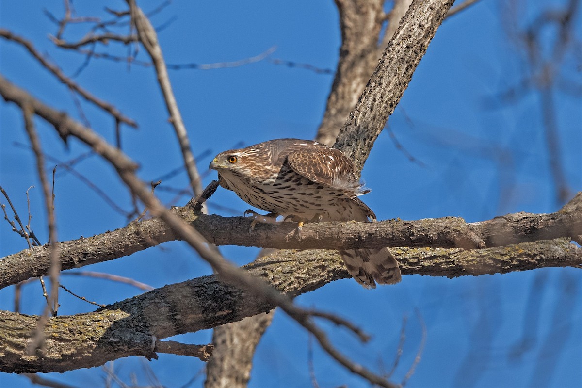 eBird Checklist - 8 Apr 2023 - Tierra Briarhurst Park - 9 species