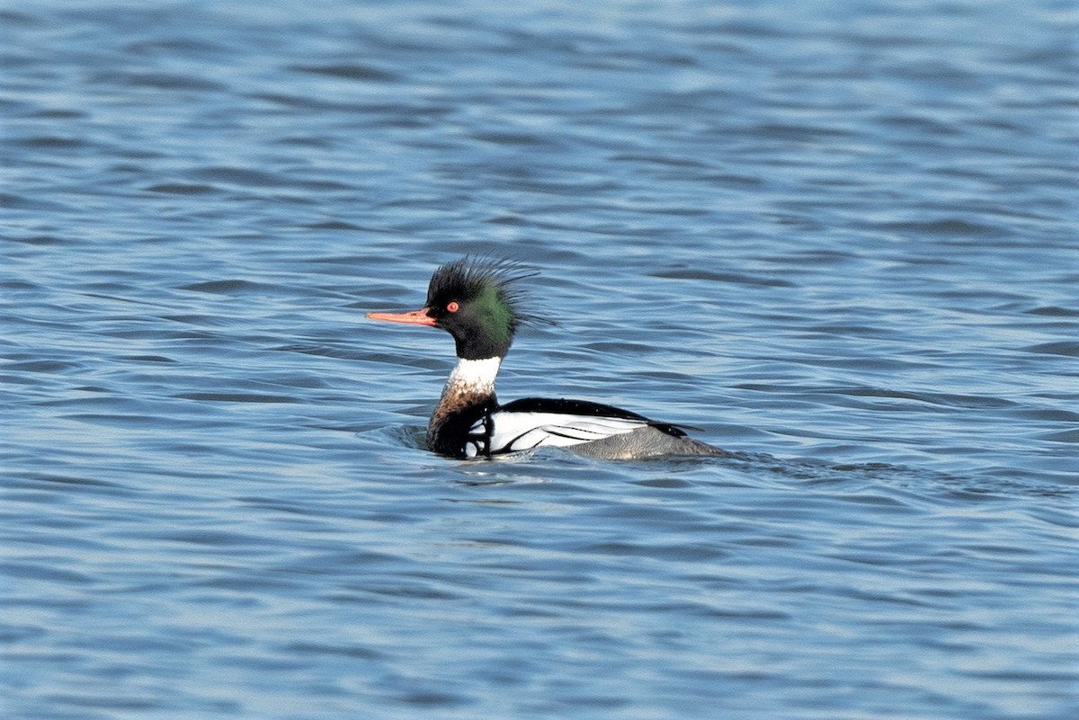 eBird Checklist - 8 Apr 2023 - Capitol Beach Lake - 12 species