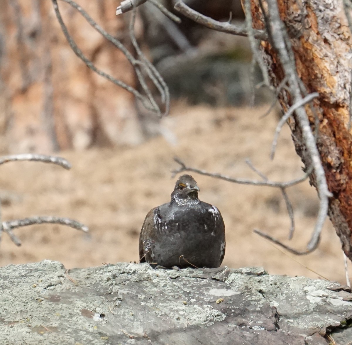 eBird Checklist - 8 Apr 2023 - White Ranch Park--Upper Trails - 19 ...