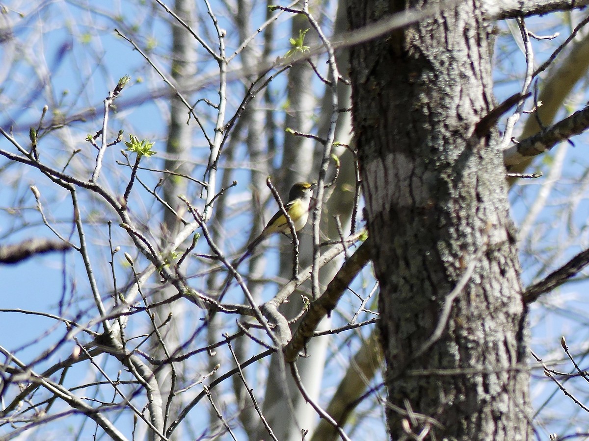 eBird Checklist - 8 Apr 2023 - Big Rivers WMA & State Forest (Union Co ...