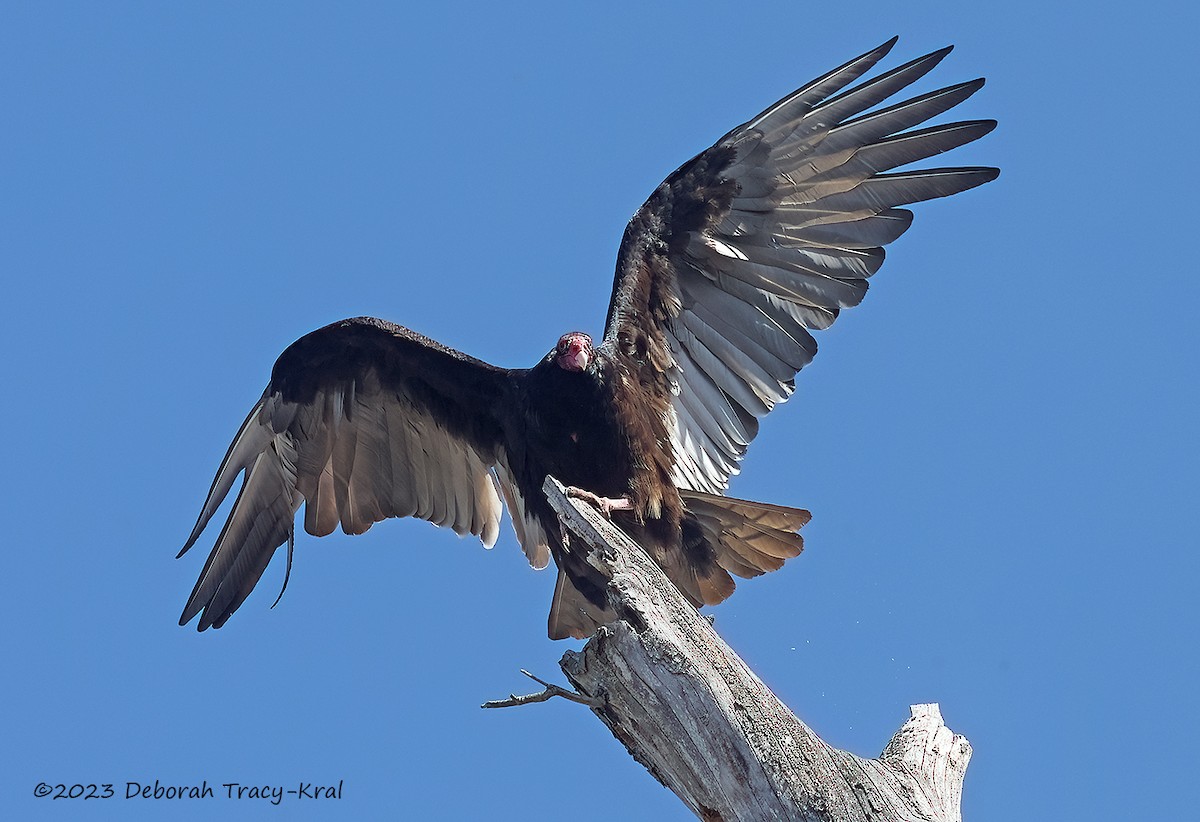 New York Breeding Bird Atlas Checklist - 8 Apr 2023 - Cary Institute of ...