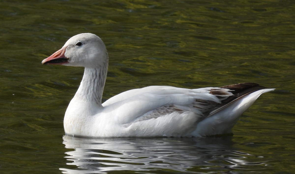 eBird Checklist - 8 Apr 2023 - Henderson Bird Viewing Preserve - 69 ...