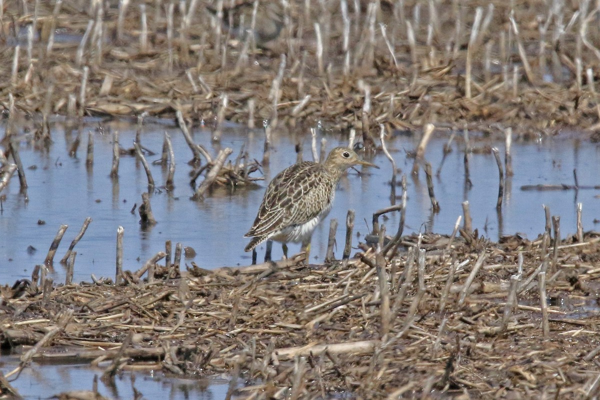 eBird Checklist - 8 Apr 2023 - FUDDLE W750N TIPP - 12 species