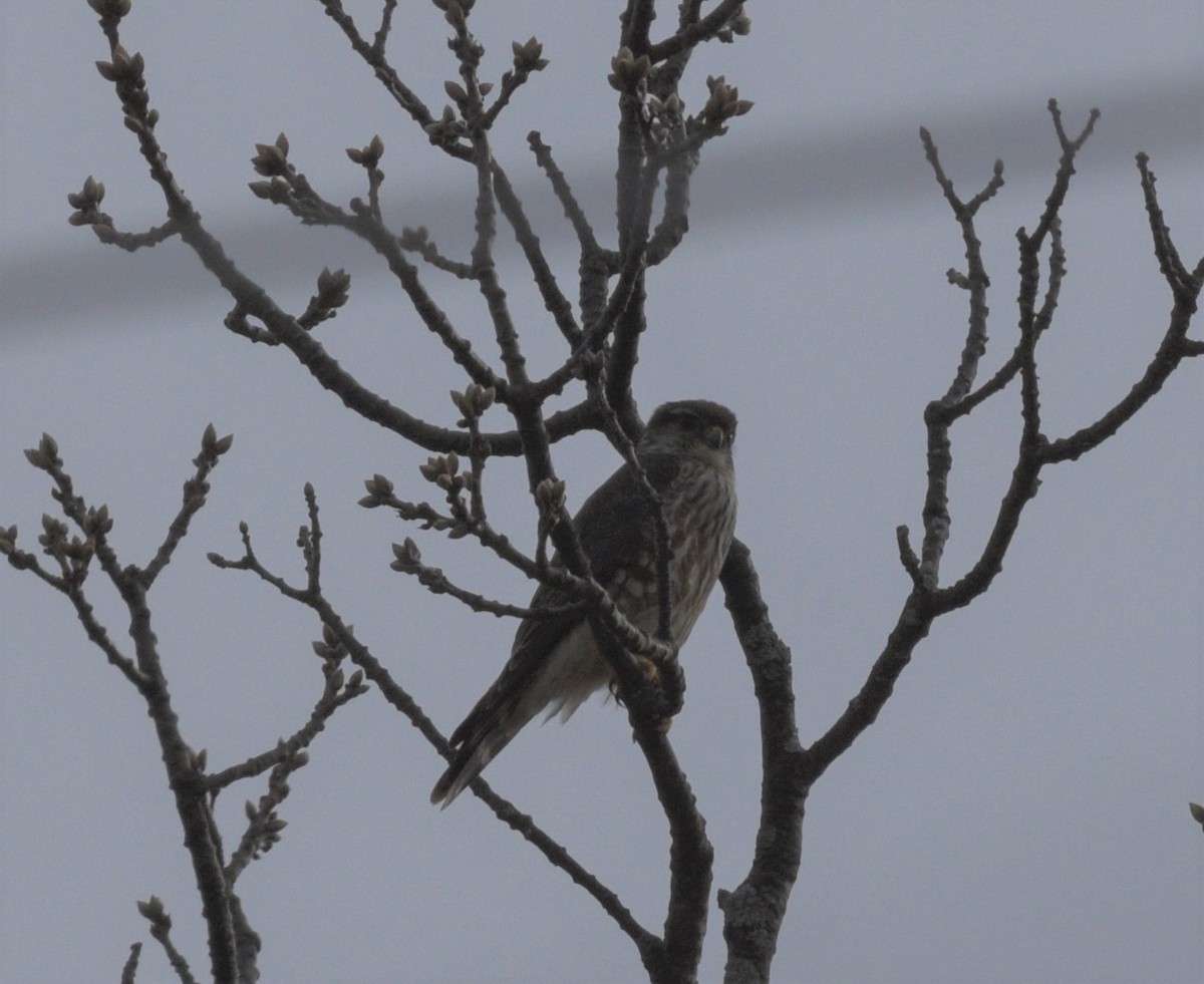 eBird Checklist - 8 Apr 2023 - Merrill Creek Reservoir--Scotts Mountain ...