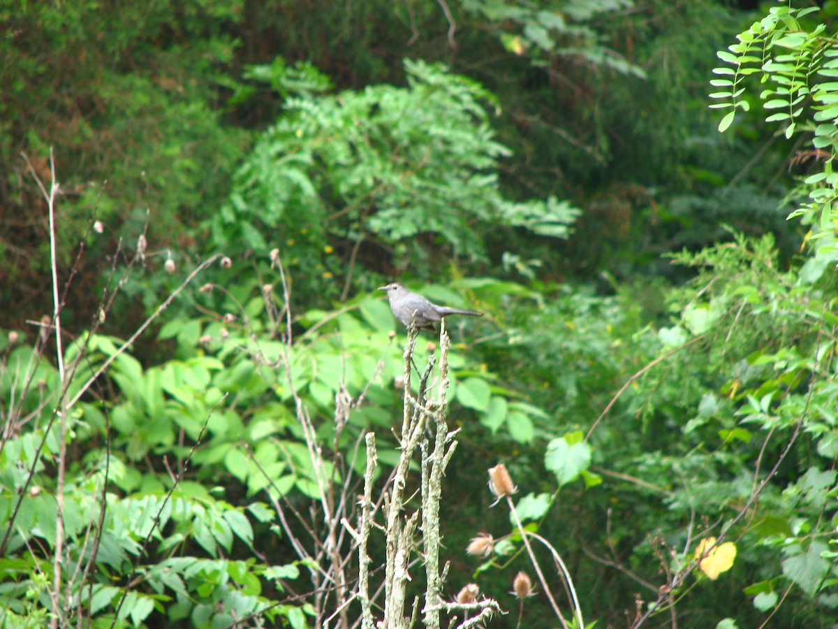 eBird Checklist - 28 Jul 2007 - Farley Farm - 16 species