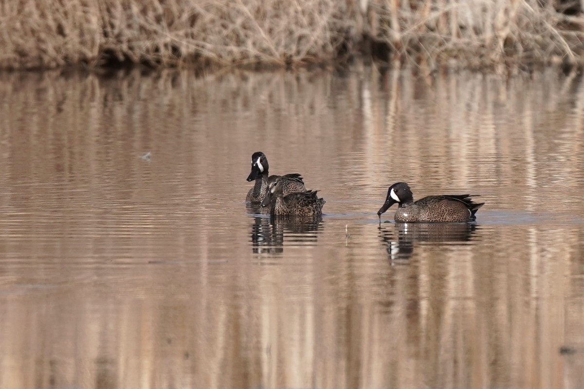eBird Checklist - 8 Apr 2023 - Rocky Mountain Arsenal NWR--Lake Ladora ...
