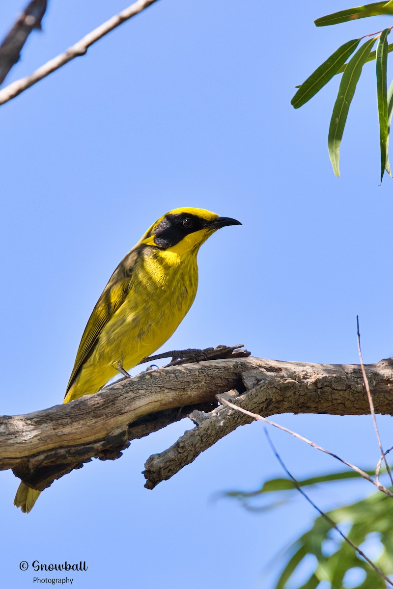 eBird Checklist - 8 Apr 2023 - Pelaw Main Loop Trail, Richmond Vale ...
