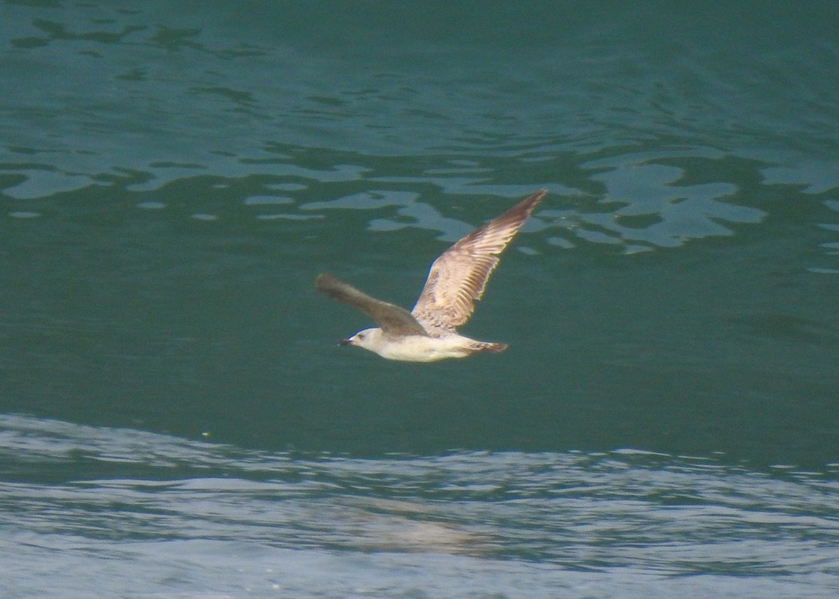 eBird Portugal Checklist - 8 Apr 2023 - PN Sudoeste Alentejano e Costa ...