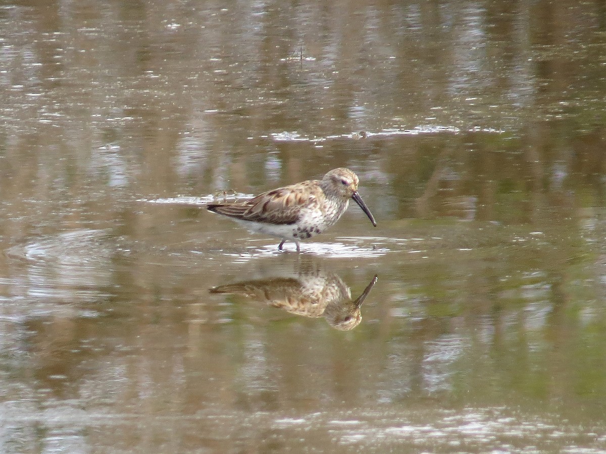 eBird Checklist - 7 Apr 2023 - Donnelley WMA (partial fall and winter ...