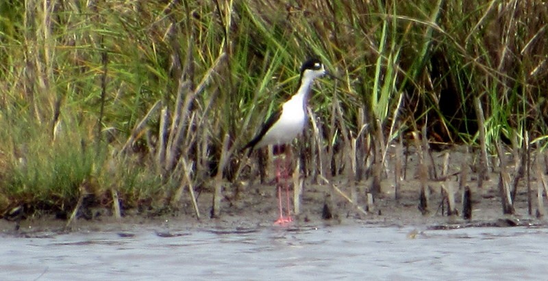 eBird Checklist - 7 Apr 2023 - Guana River WMA - 72 species