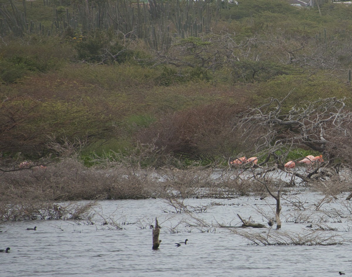 eBird Checklist - 8 Apr 2023 - Muizenberg Dam - 14 species