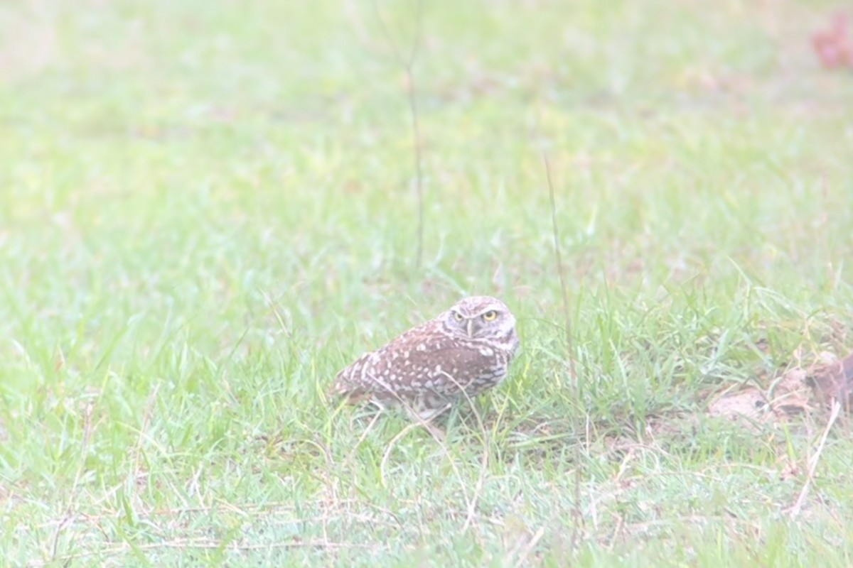 eBird Checklist - 9 Apr 2023 - Watermelon Pond--Metzger Tract (Restricted Access) (use when ...