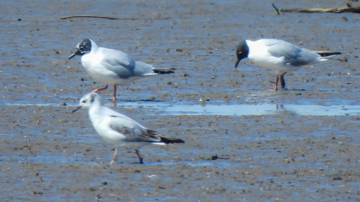 eBird Checklist - 8 Apr 2023 - Riverlands Migratory Bird Sanctuary - 56 ...