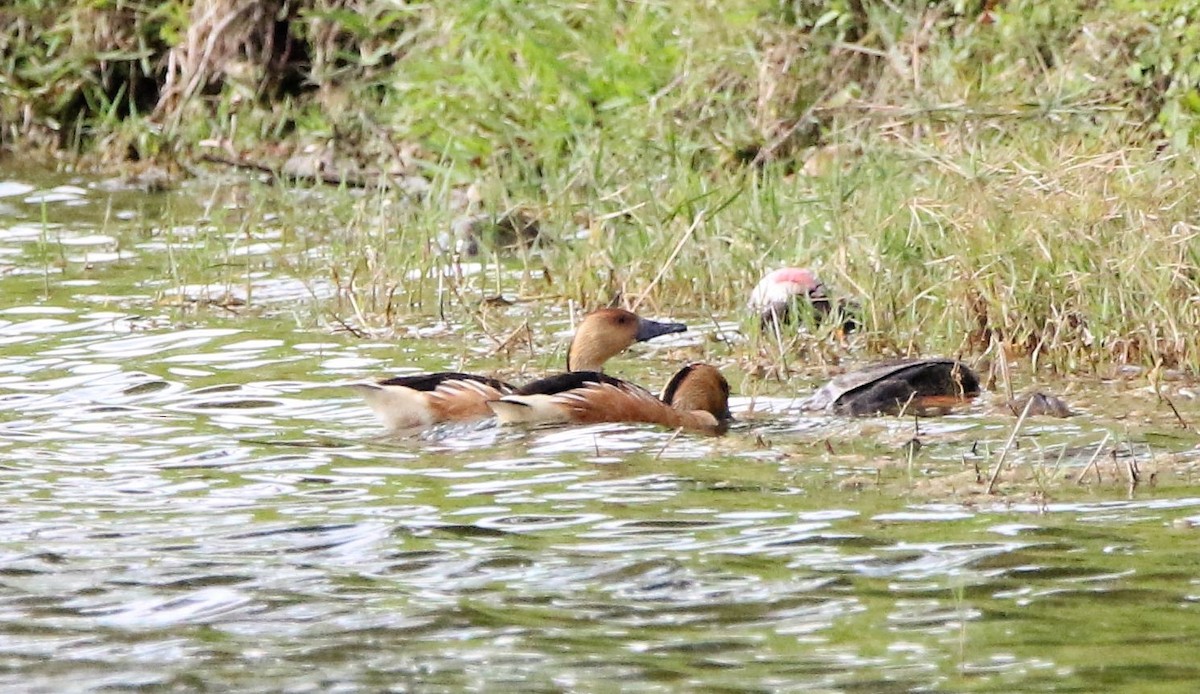 eBird Checklist - 6 Apr 2023 - Tamarac Exotic Duck Pond (please do not ...