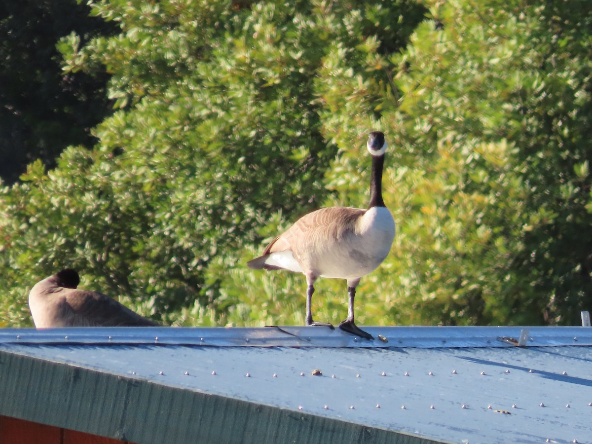 eBird Checklist - 1 Apr 2023 - Lake Piru - 49 species (+1 other taxa)