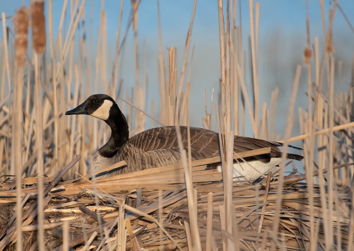 eBird Checklist - 9 Apr 2023 - Blue Springs Lake--Fleming Park Wetland ...