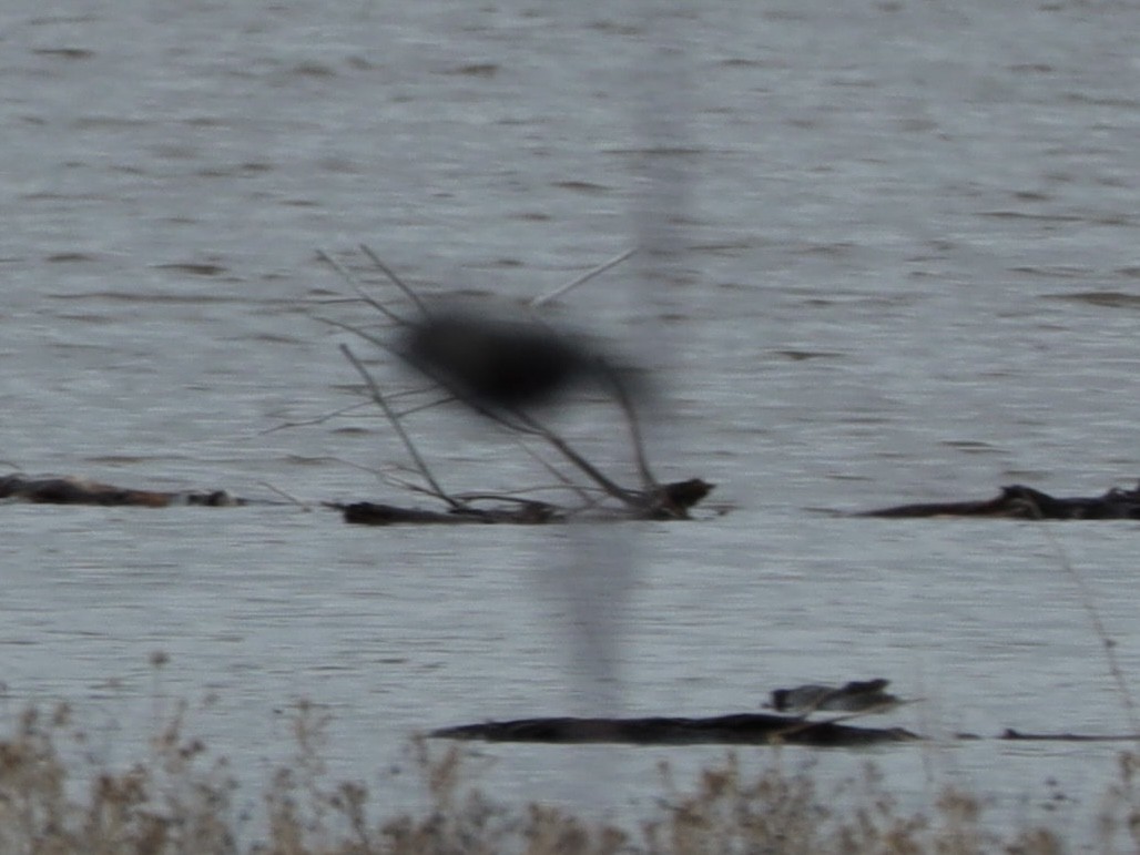 eBird Checklist - 9 Apr 2023 - Blacks Creek Bird Reserve - 17 species
