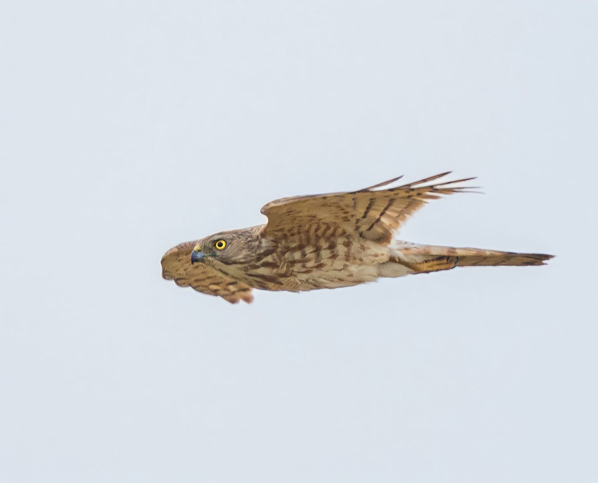 Shikra - Accipiter badius - Media Search - Macaulay Library and eBird