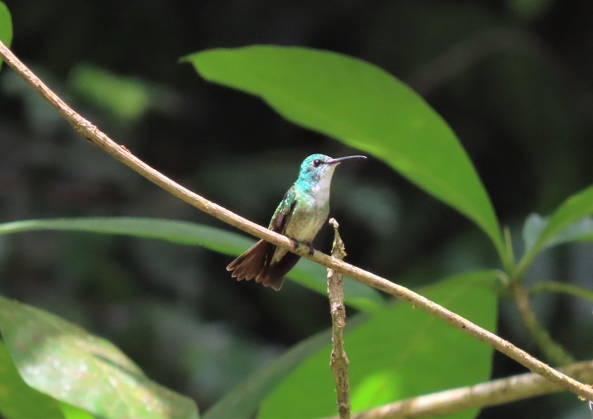 eBird Checklist - 2 Apr 2023 - Blanchisseuse Road - 53 species (+1 ...