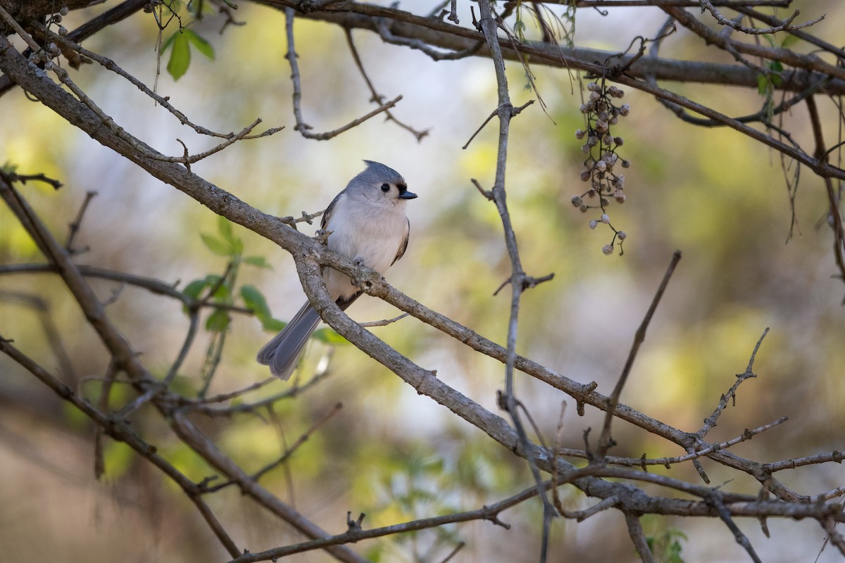 eBird Checklist - 9 Apr 2023 - Governor Bridge Natural Area - 36 species