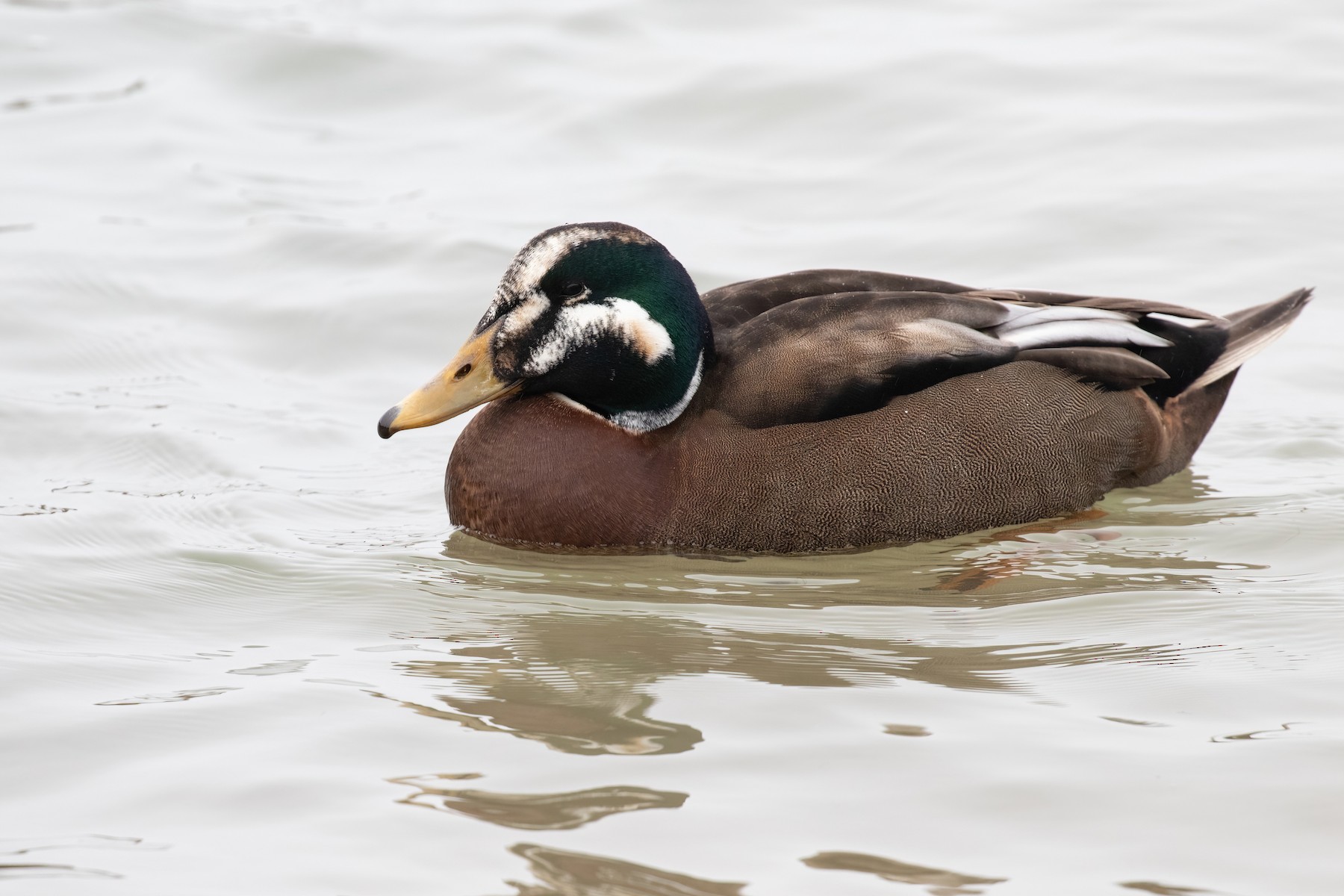 Mallard x Common Eider (hybrid) - eBird