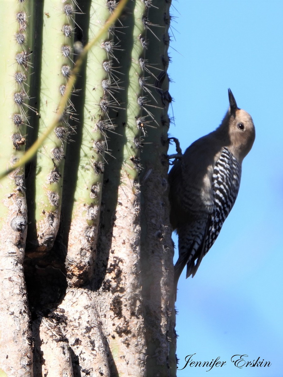 eBird Checklist - 29 Mar 2023 - JW Marriott at Star Pass Road - 1 species