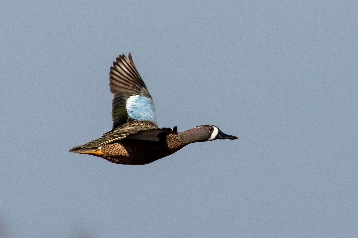 ML555715181 Blue-winged Teal Macaulay Library