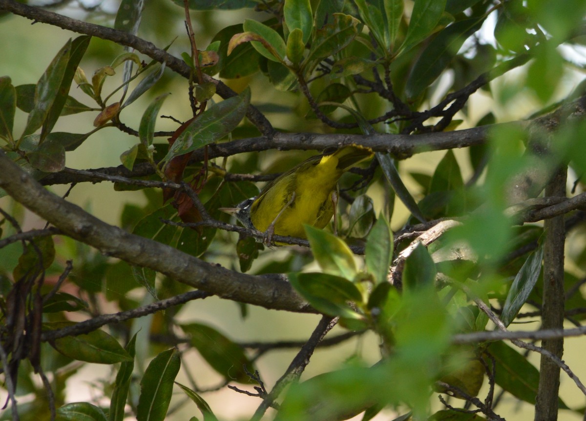 eBird Checklist - 8 Apr 2023 - Cutler Wetlands - 5 species