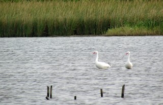 Illustrated Checklist - Pescaria Brava--Manguezal de Barreiros, SC, BR ...