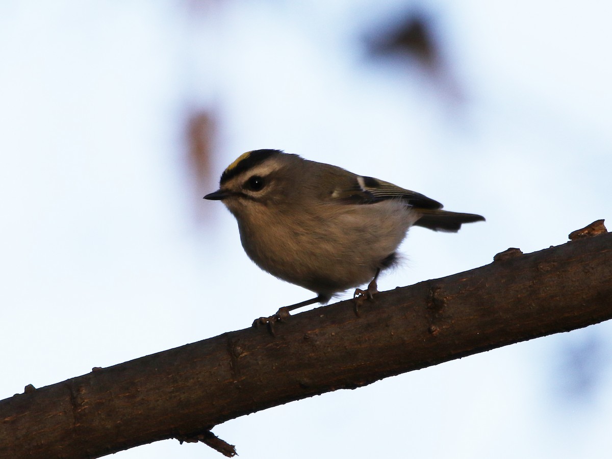 eBird Checklist - 26 Nov 2017 - Riverlands Migratory Bird Sanctuary - 2 ...