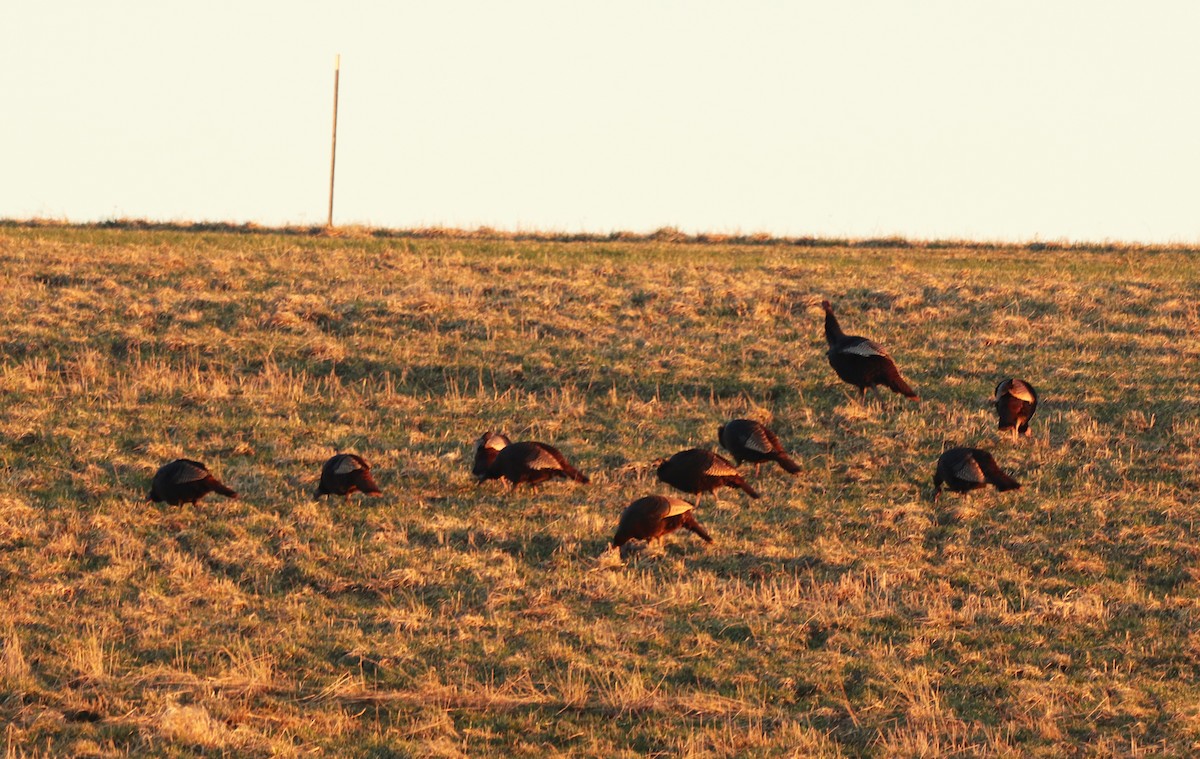 eBird Checklist - 9 Apr 2023 - SGL 198, Big Spring Gap - 5 species