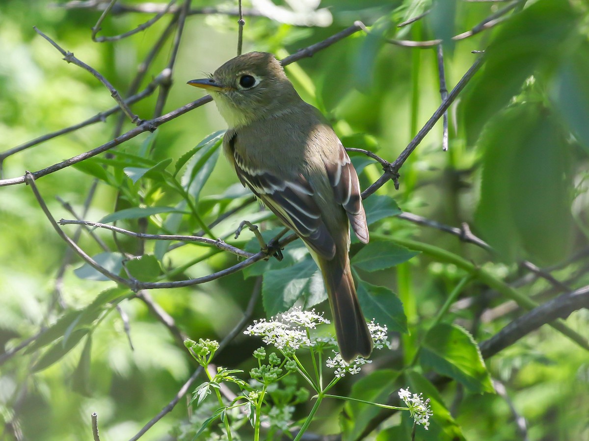 eBird Checklist - 9 Apr 2023 - Sycamore Canyon (Whittier, CA) - 52 ...